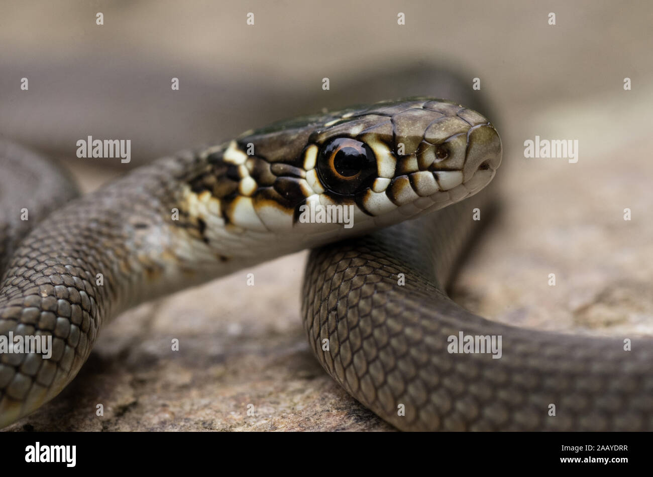 Gartner snake macrophotography zoom outdoor orange eyes Stock Photo - Alamy