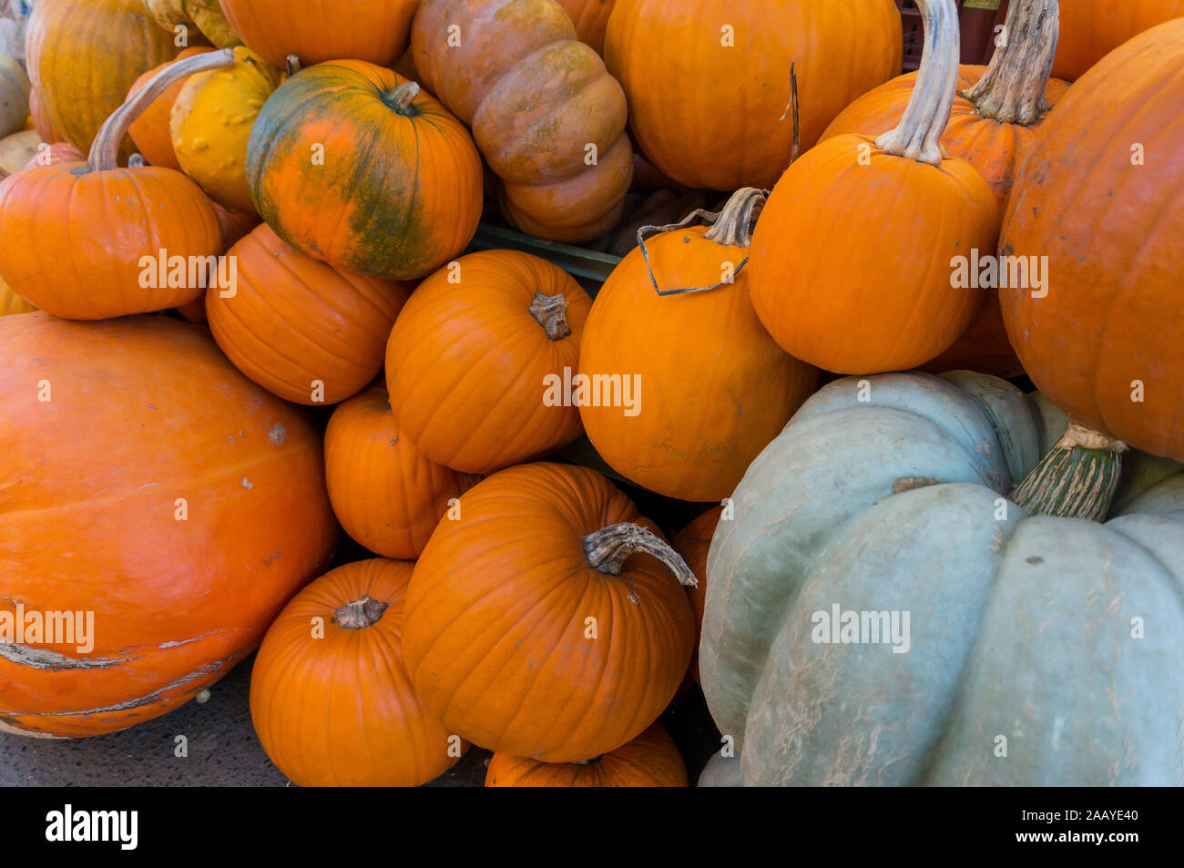 Autumn Color Pumpkins im Whole Foods Market.Raw vegetables and fruits ...