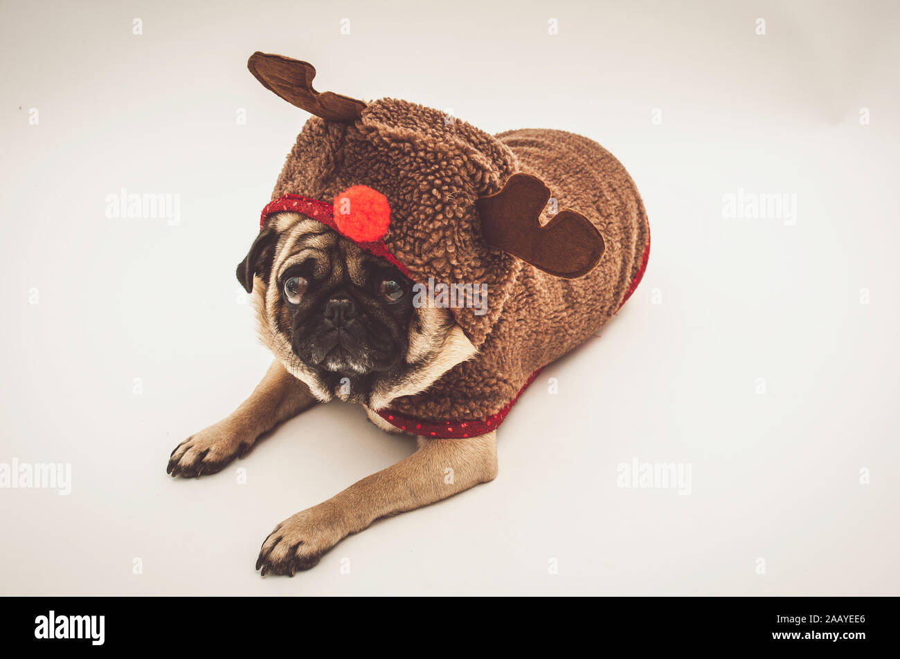 Pug Dressed For Christmas High Resolution Stock Photography and Images ...