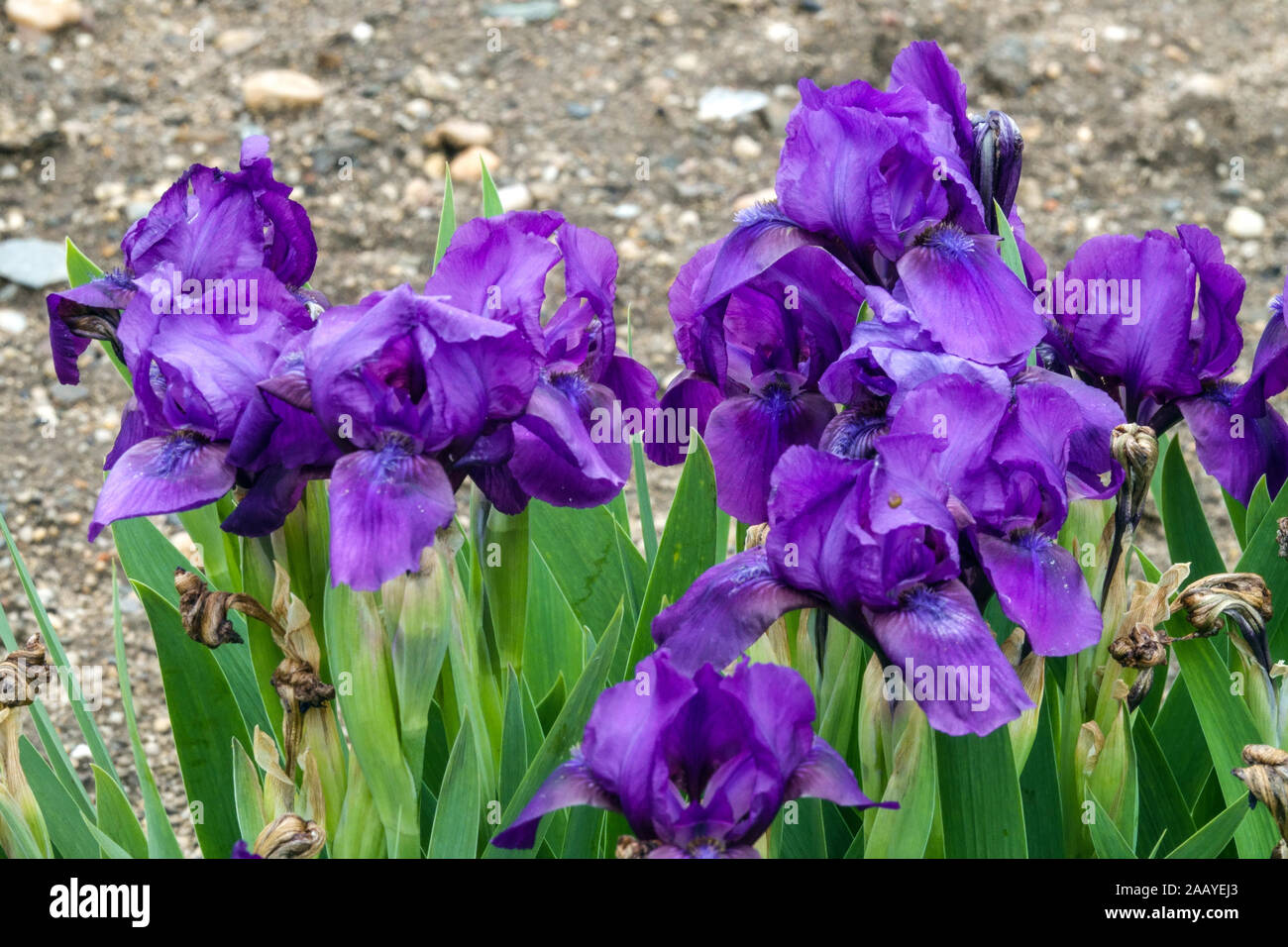 Blue Iris barbata nana "Silkie" Standard Dwarf Bearded Iris Stock Photo ...