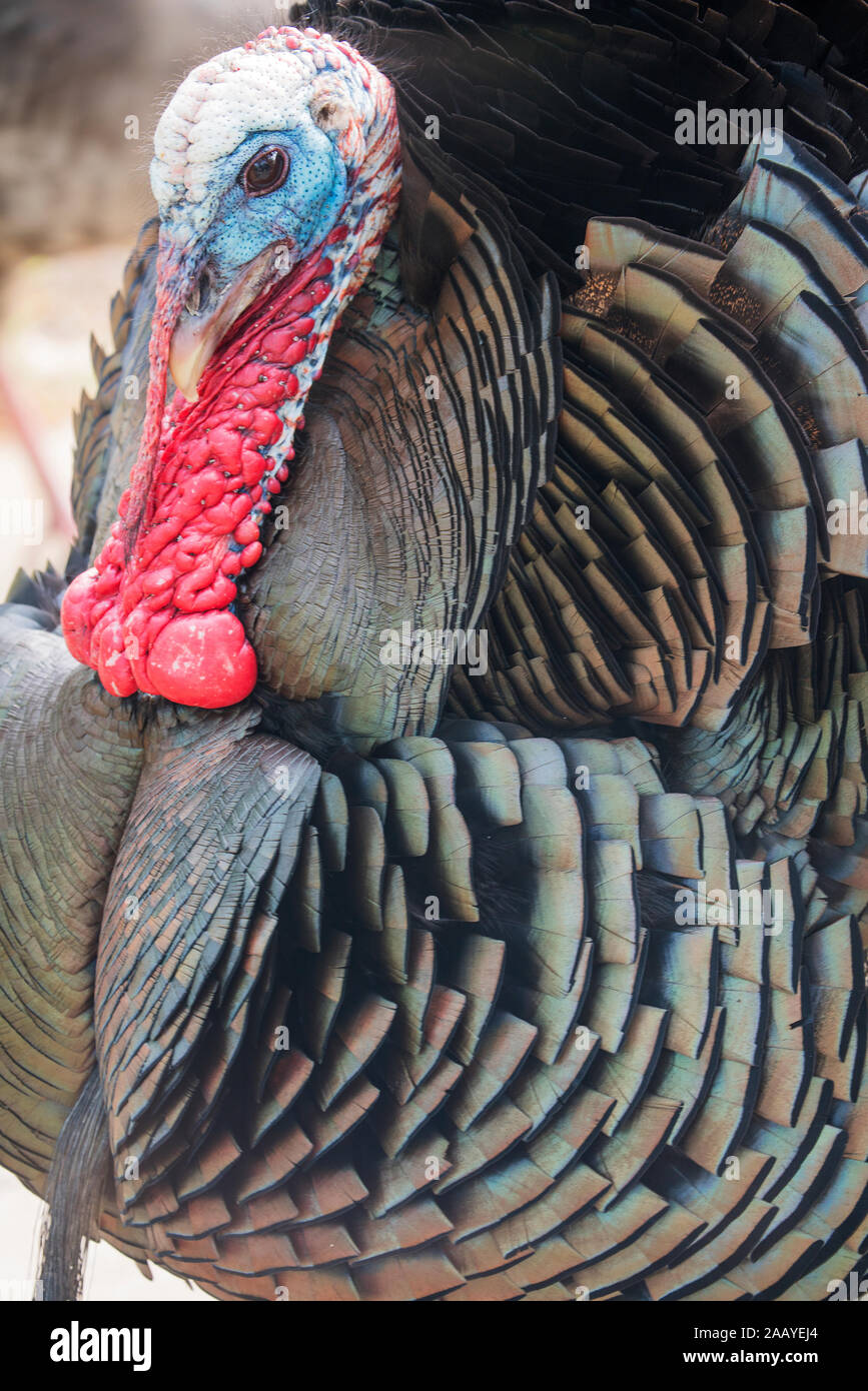 Wild Rio Grande Turkey displaying at The Wichita Mountains National ...