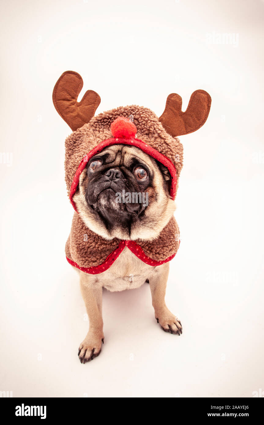 Pug Dressed up as a Reindeer for Christmas Stock Photo - Alamy