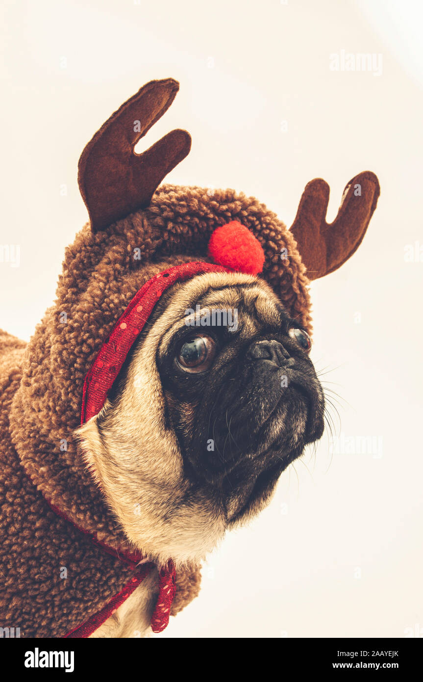 Pug Dressed up as a Reindeer for Christmas Stock Photo - Alamy