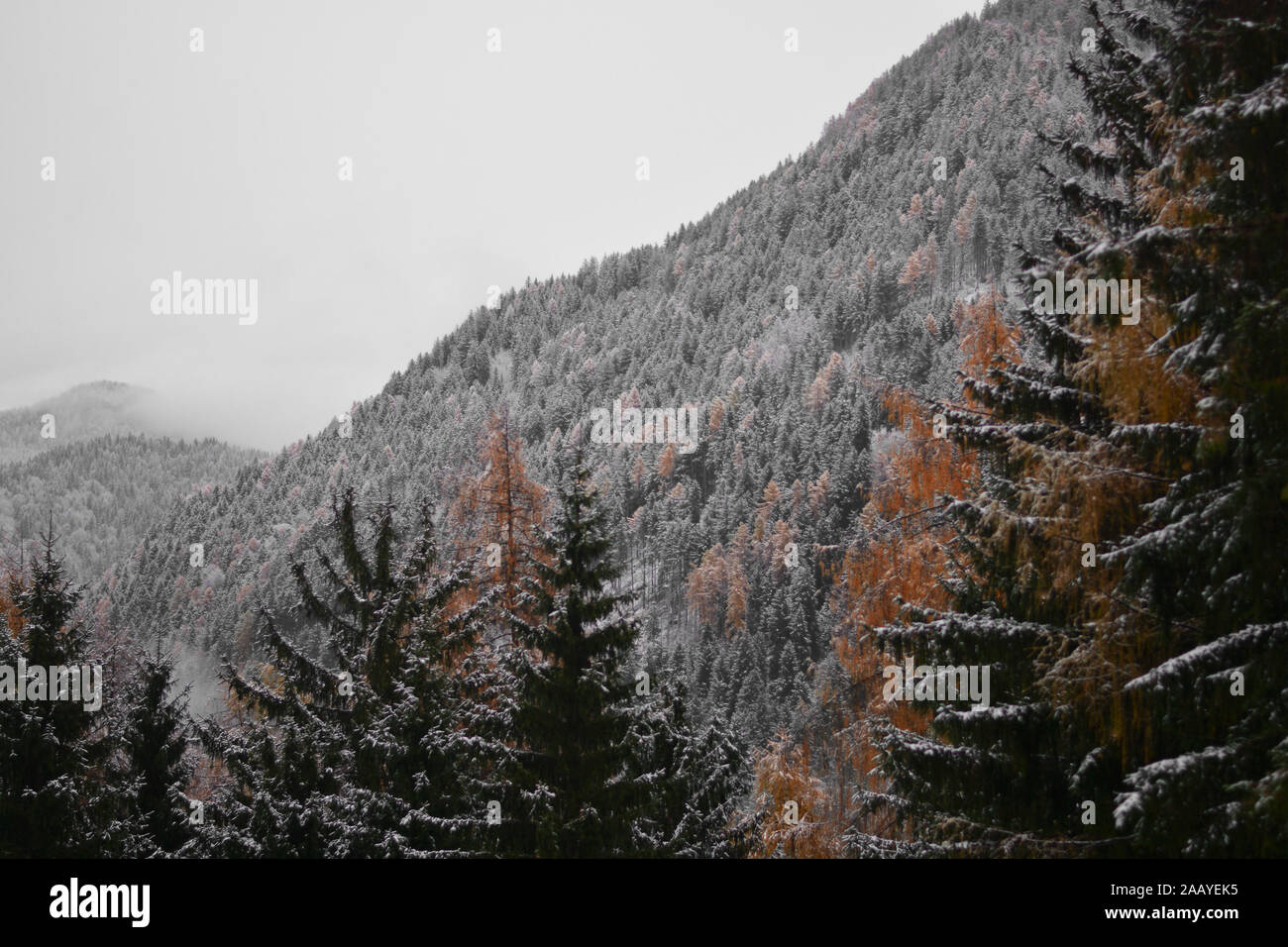 the first snowfall in autumn Stock Photo - Alamy