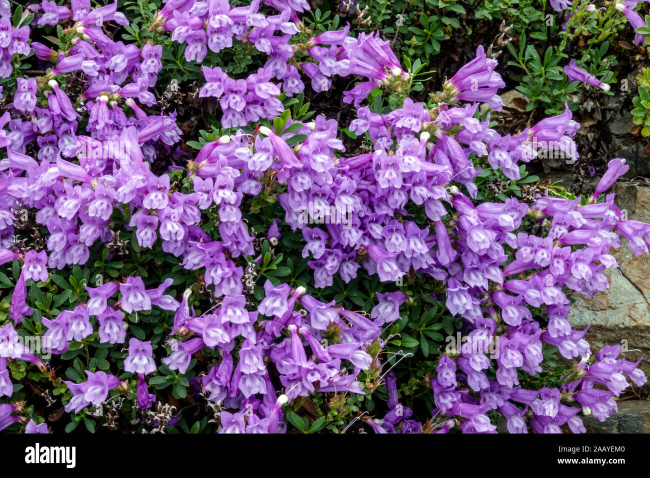 Sawleaf Shrubby Penstemon fruticosus var. serratus Stock Photo - Alamy