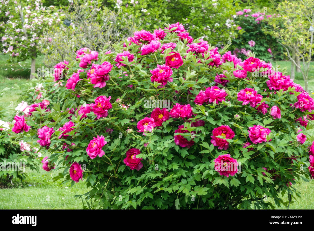 Beautiful x hi-res stock photography and images - Alamy