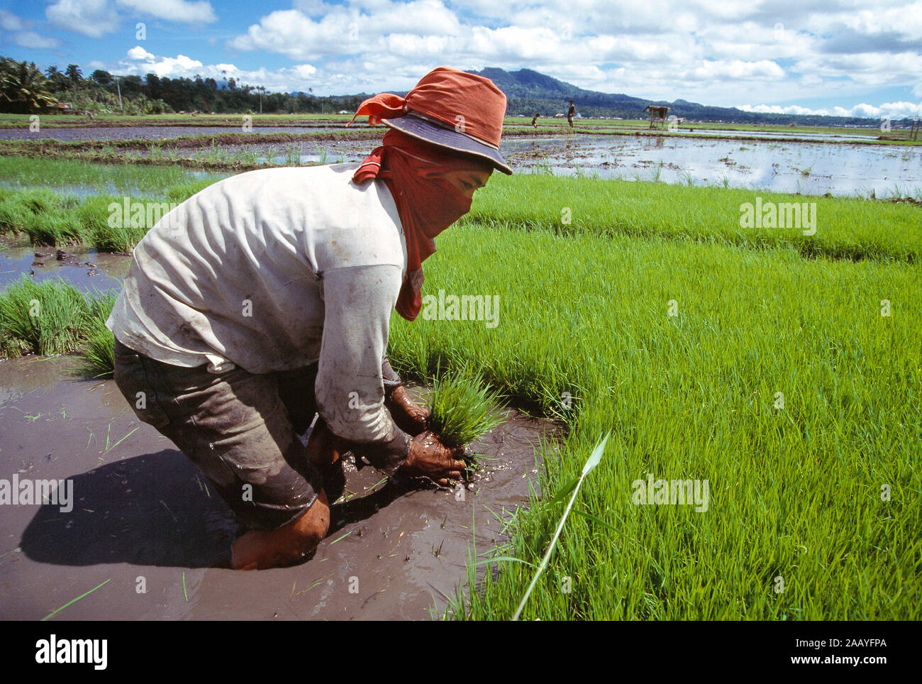 Indonesia. Sulawesi. Woman planting rice plants in paddy field Stock ...