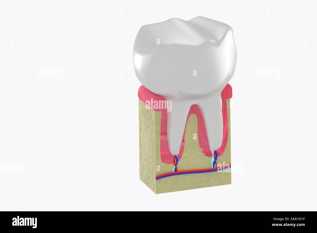 The anatomical structure of the tooth. 3d medical illustration Stock ...
