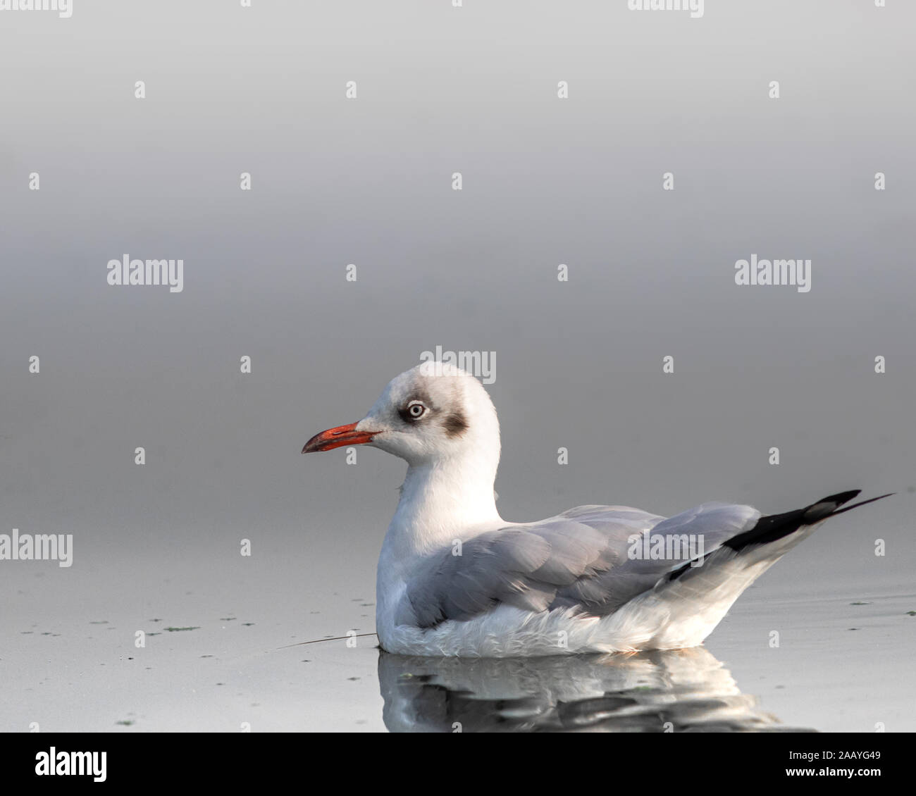 India river bird hi-res stock photography and images - Alamy