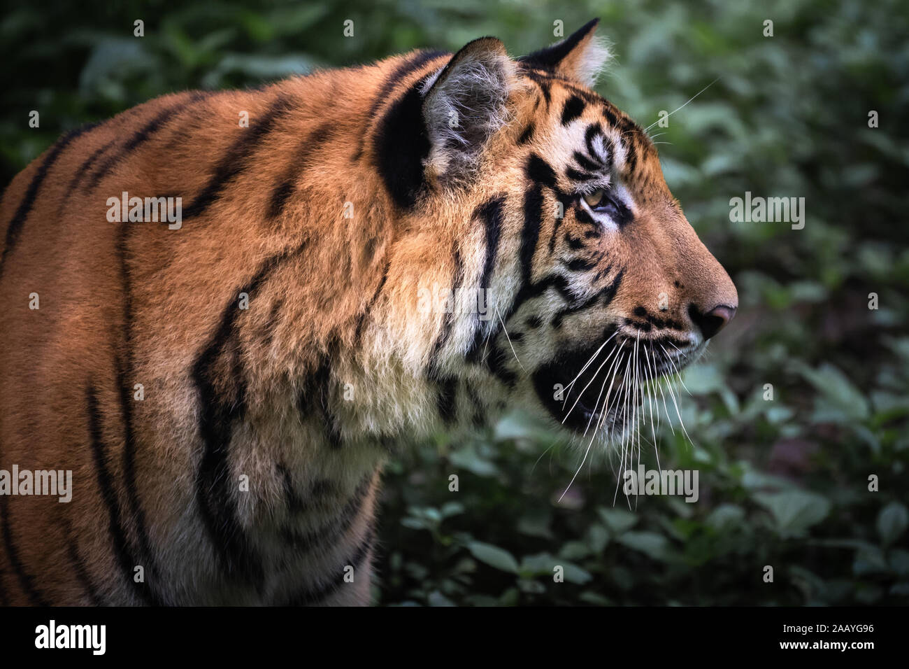 Male tiger close up profile shot of the head Stock Photo - Alamy