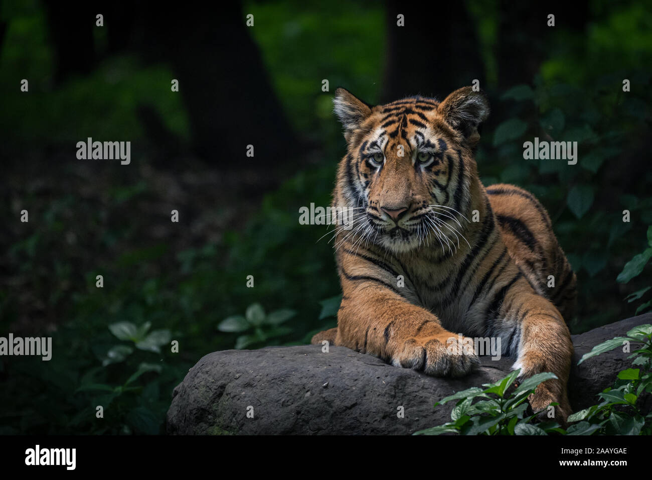 Tiger sitting hi-res stock photography and images - Alamy