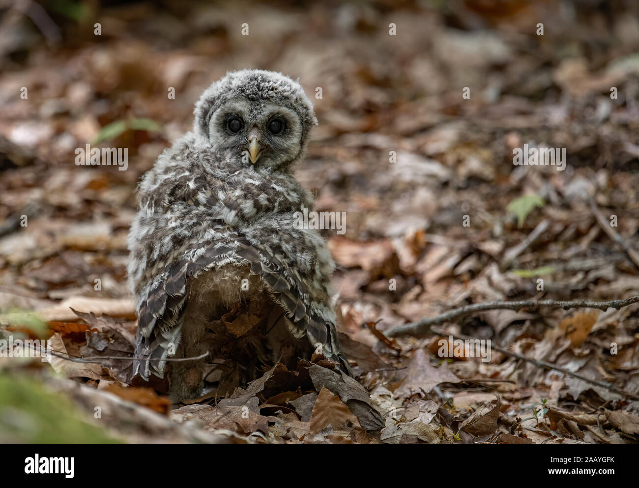 Short barred wings hi-res stock photography and images - Alamy