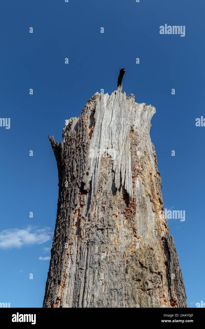 Rotten tree trunk still standing vertically agains the blue sky Stock ...