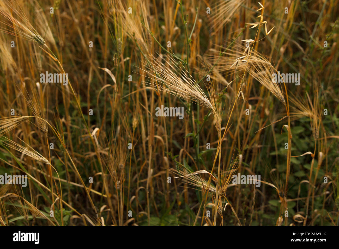 Stalks and ears of wheat with green grass in rural area Stock Photo - Alamy