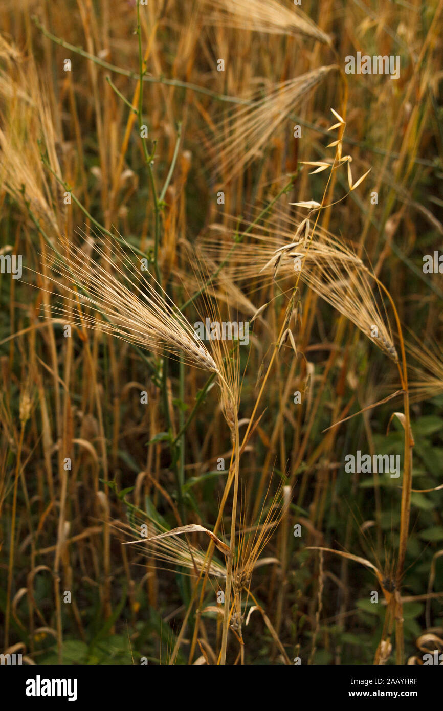 Stalks and ears of wheat with green grass in rural area Stock Photo - Alamy