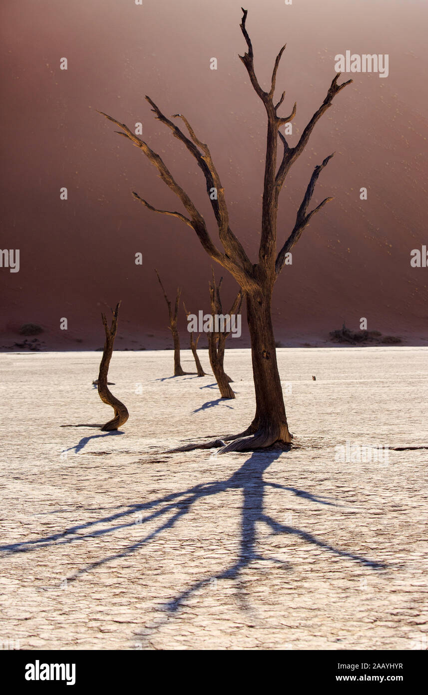 Silhouettes of dry hundred years old trees in the desert among red sand ...