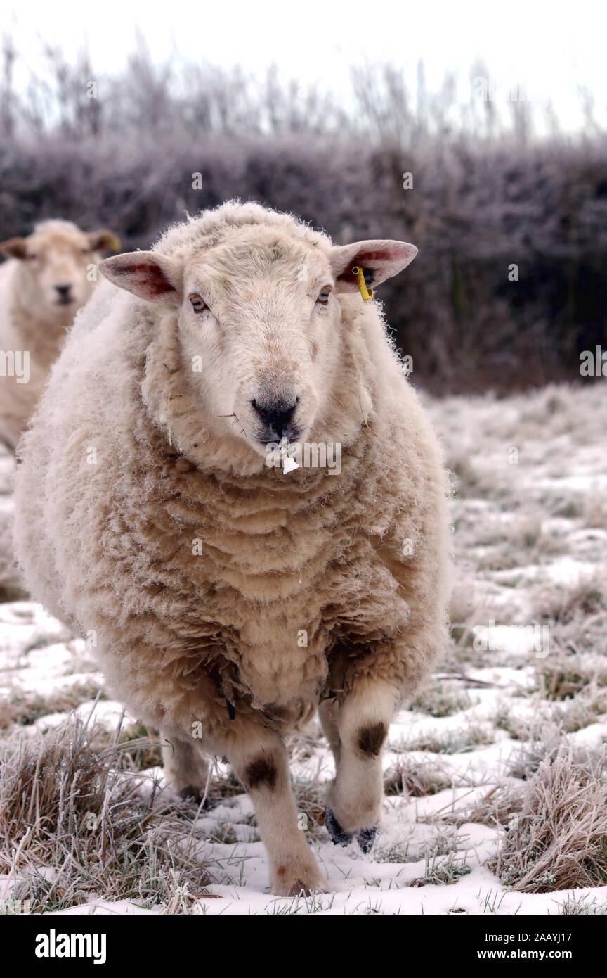 Sheep in snow Stock Photo - Alamy