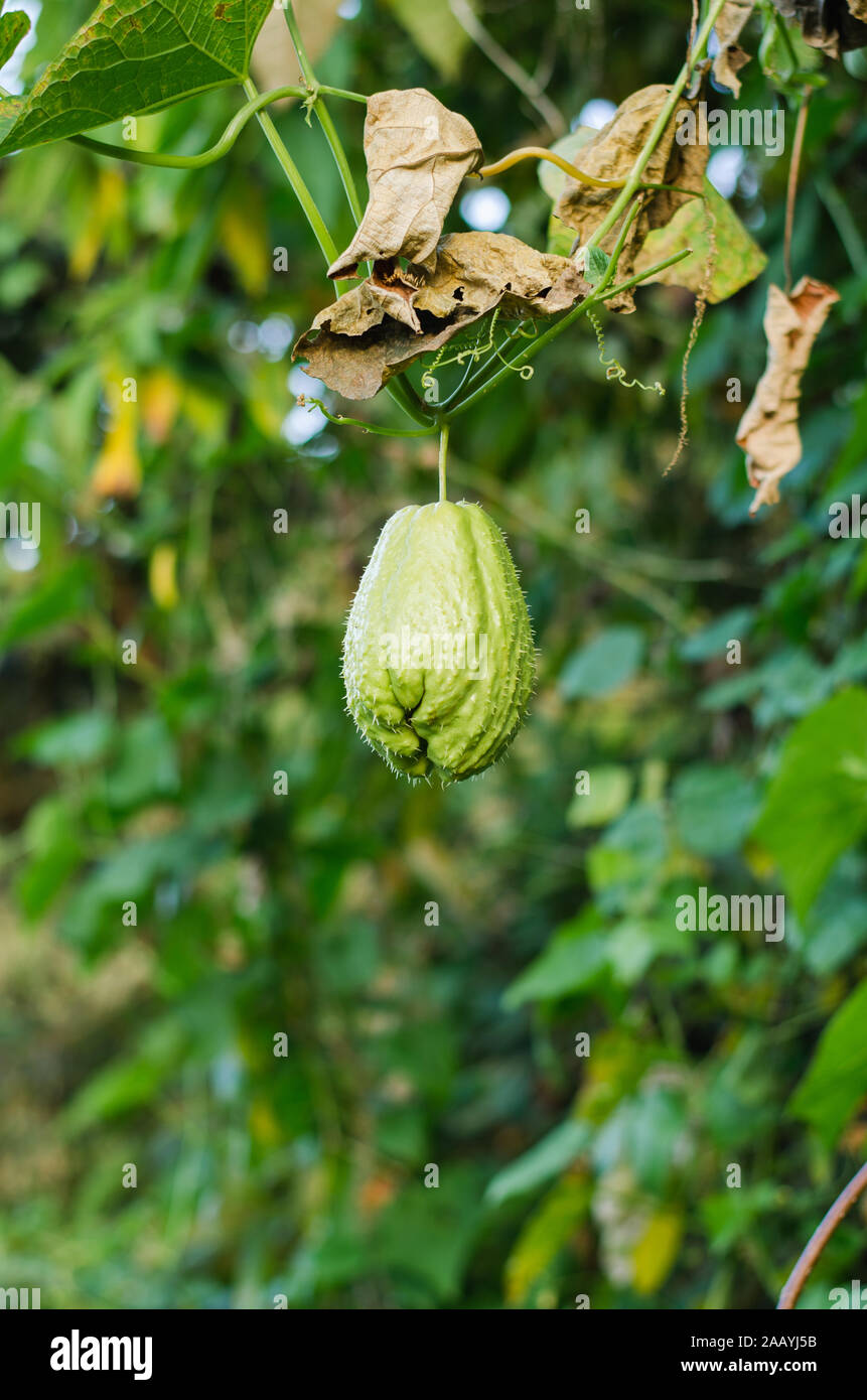 Chayote fruit plant hi-res stock photography and images - Alamy