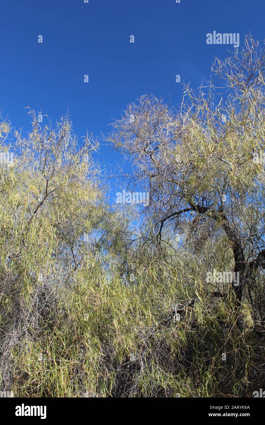Desert willow chilopsis linearis hi-res stock photography and images ...
