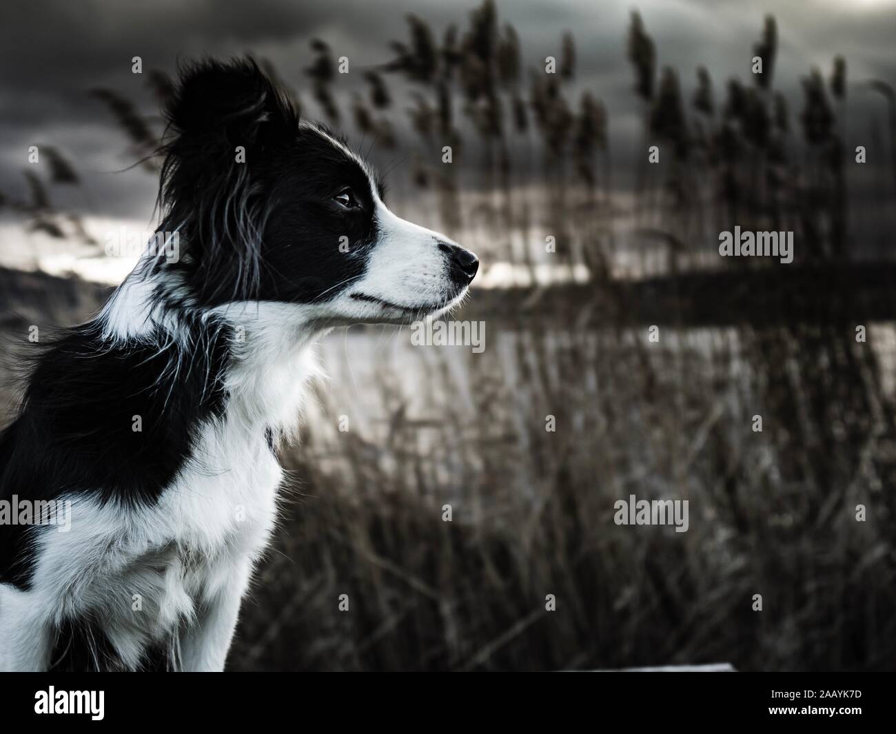 Female border collie hi-res stock photography and images - Alamy