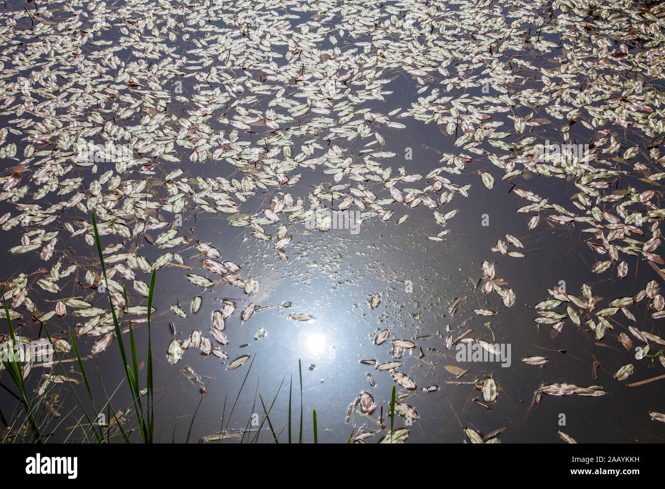 the sun creates a beautiful effect on the surface of the marsh water ...