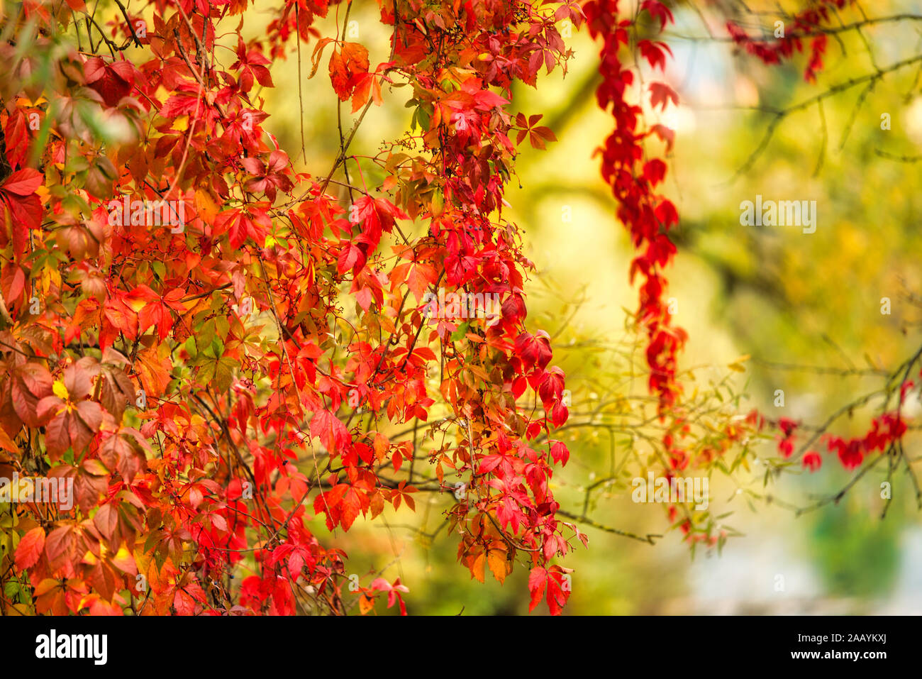Tree with leaves strewn with autumn sun. Vivid red sunlight Stock Photo ...