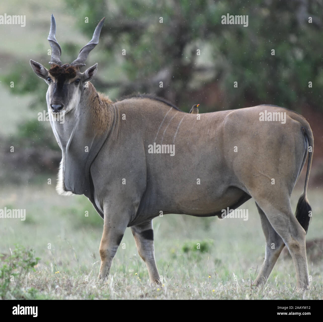 Common Eland