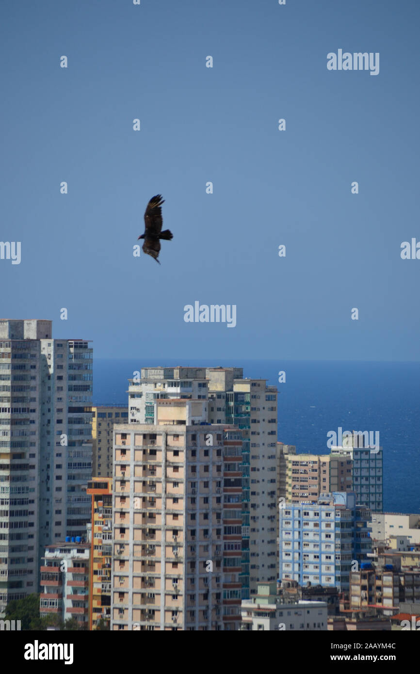 Bird flying above the Havana buildings Stock Photo - Alamy