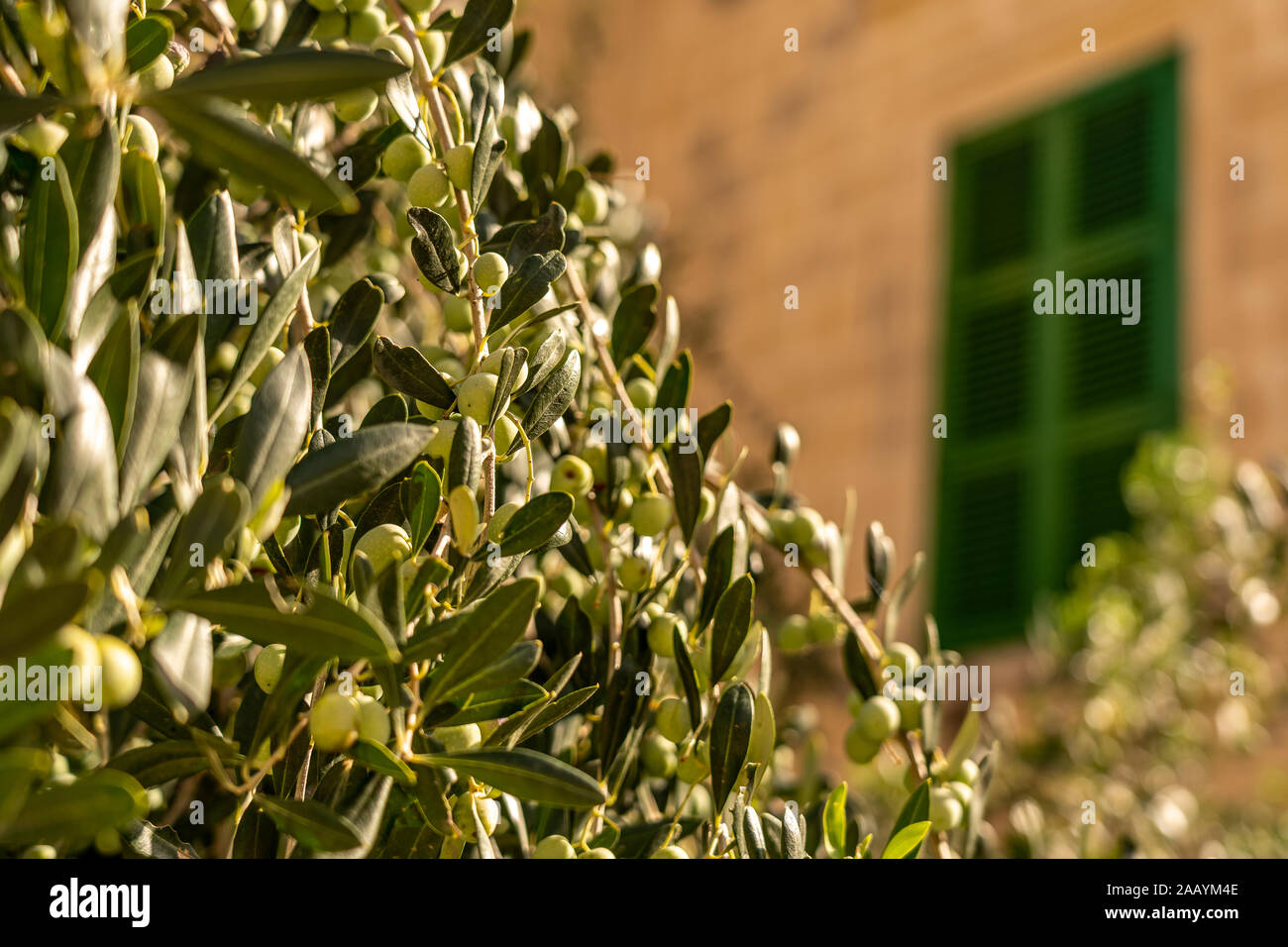 Olive green door hi-res stock photography and images - Alamy