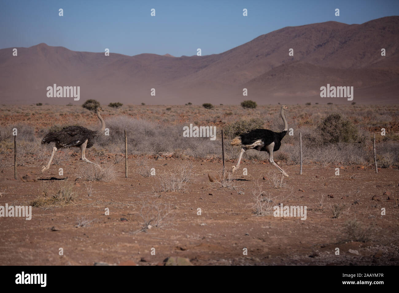Two ostriches running hi-res stock photography and images - Alamy
