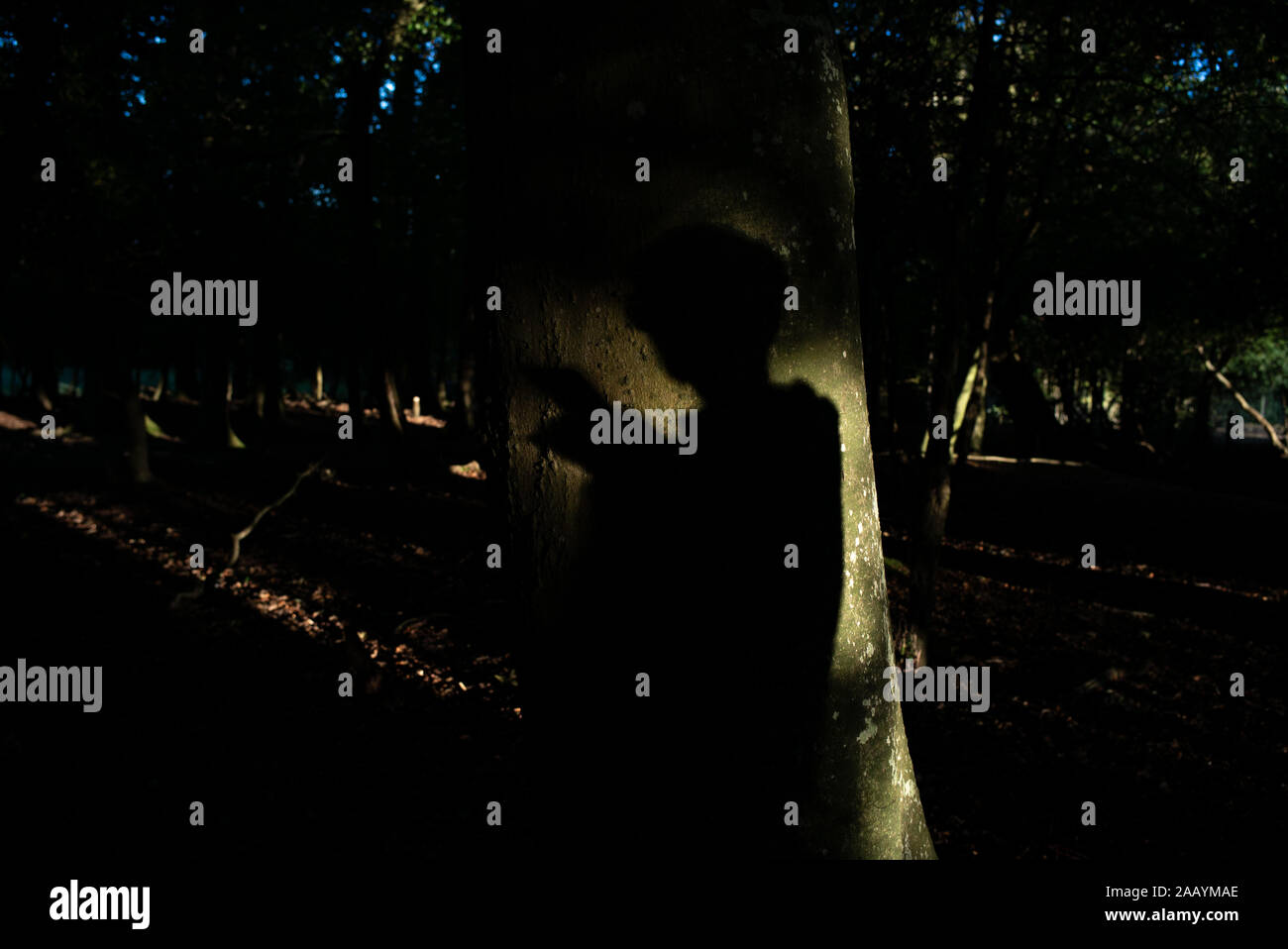 A single teenage boys shadow is cast onto a tree in a forest showing ...