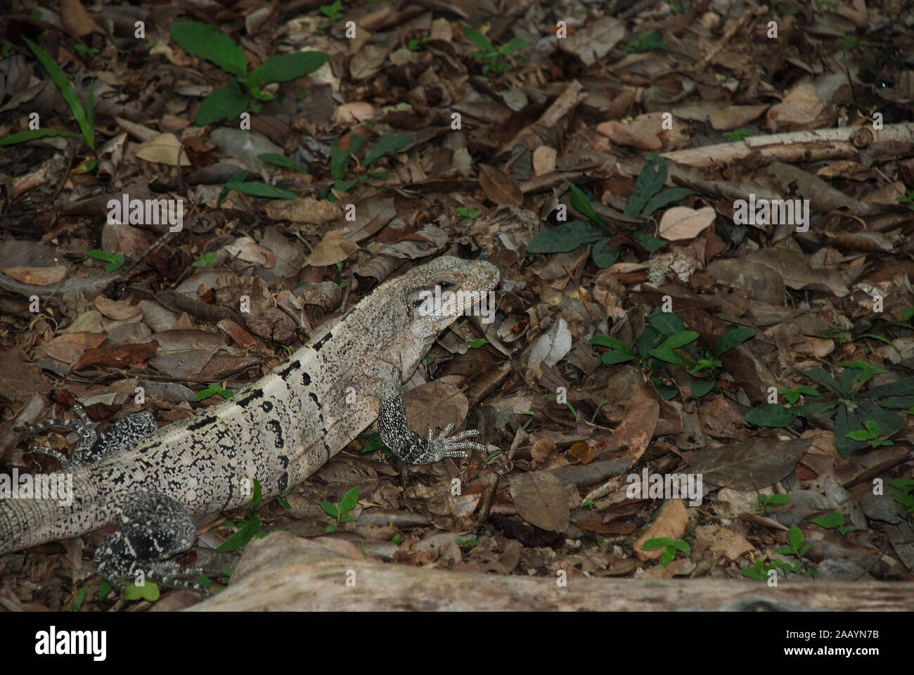 A Common Spiny-tailed Iguana (Ctenosaura similis Stock Photo - Alamy