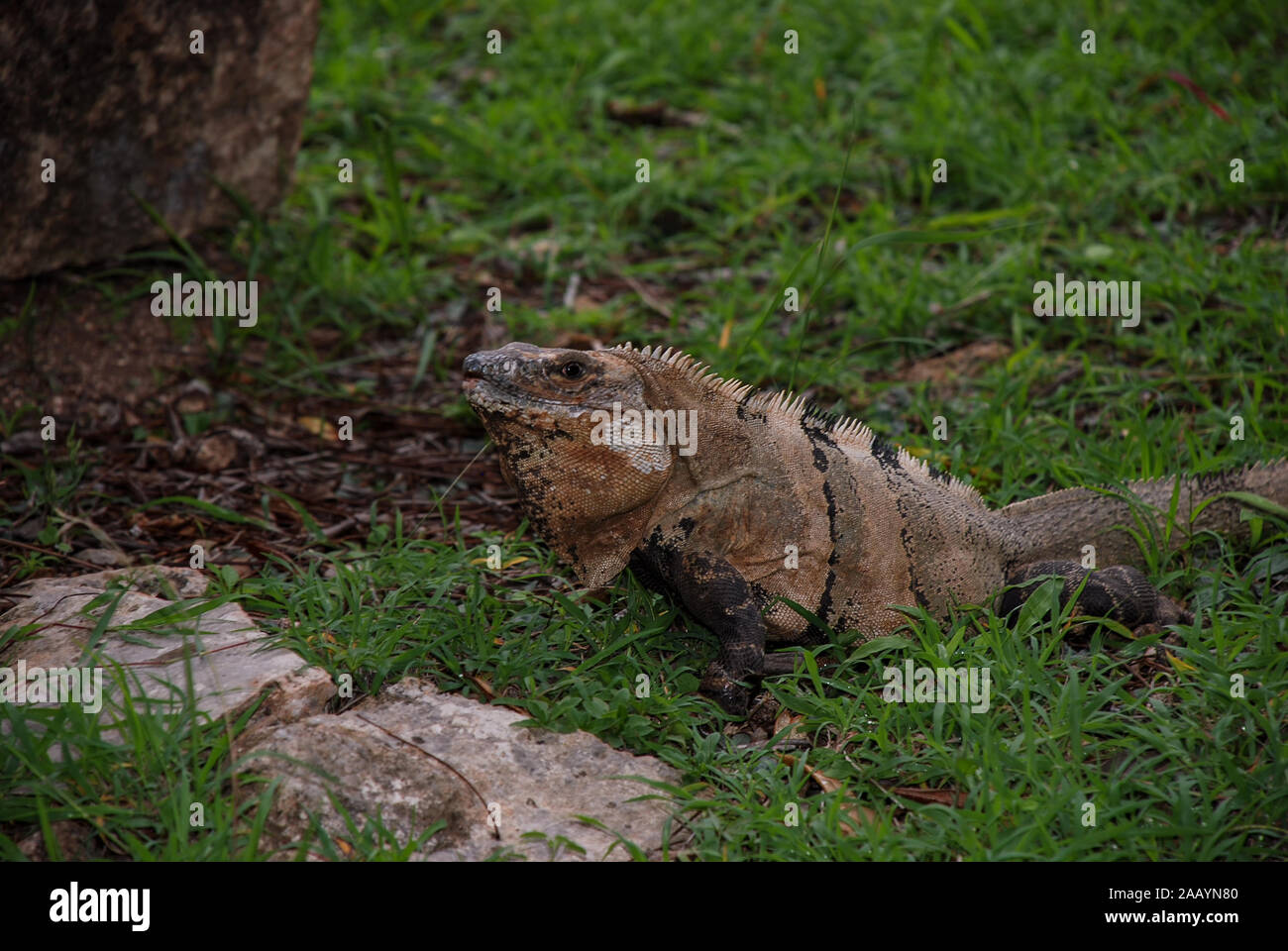 A Common Spiny-tailed Iguana (Ctenosaura similis Stock Photo - Alamy