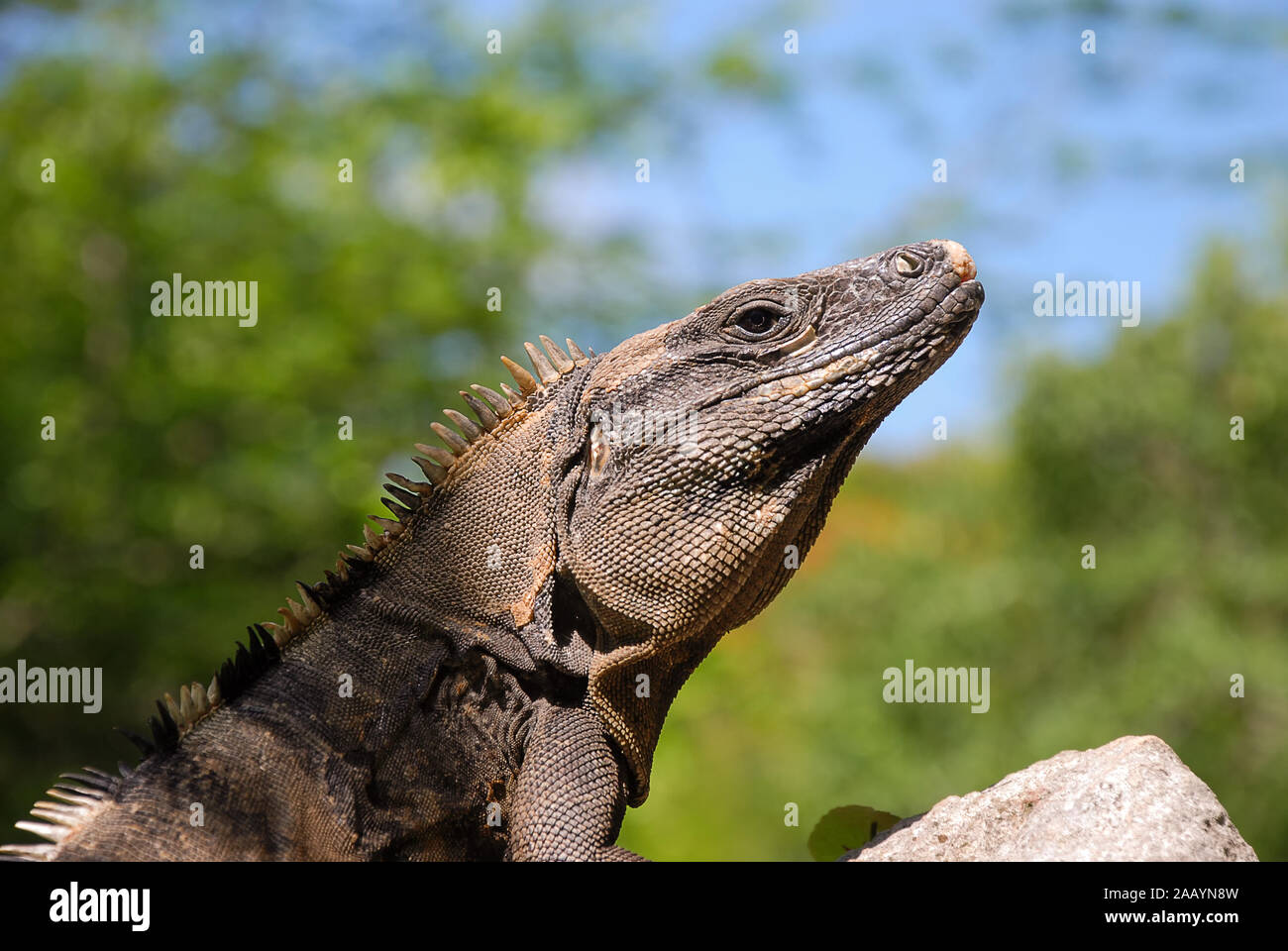 A Common Spiny-tailed Iguana (Ctenosaura similis Stock Photo - Alamy