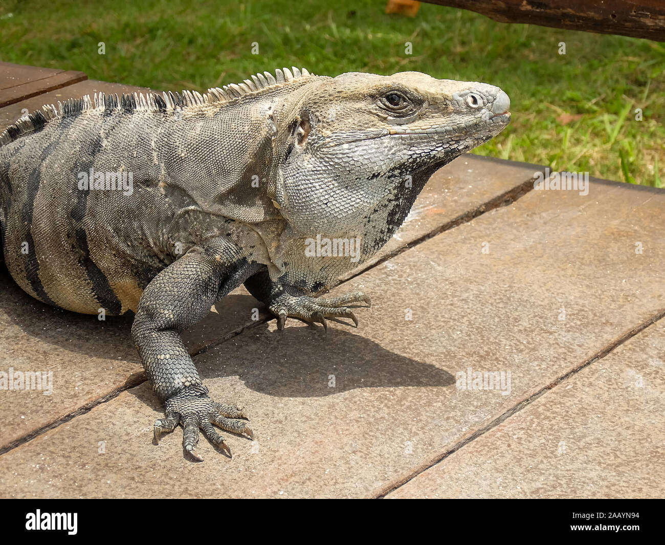 A Common Spiny-tailed Iguana (Ctenosaura similis Stock Photo - Alamy