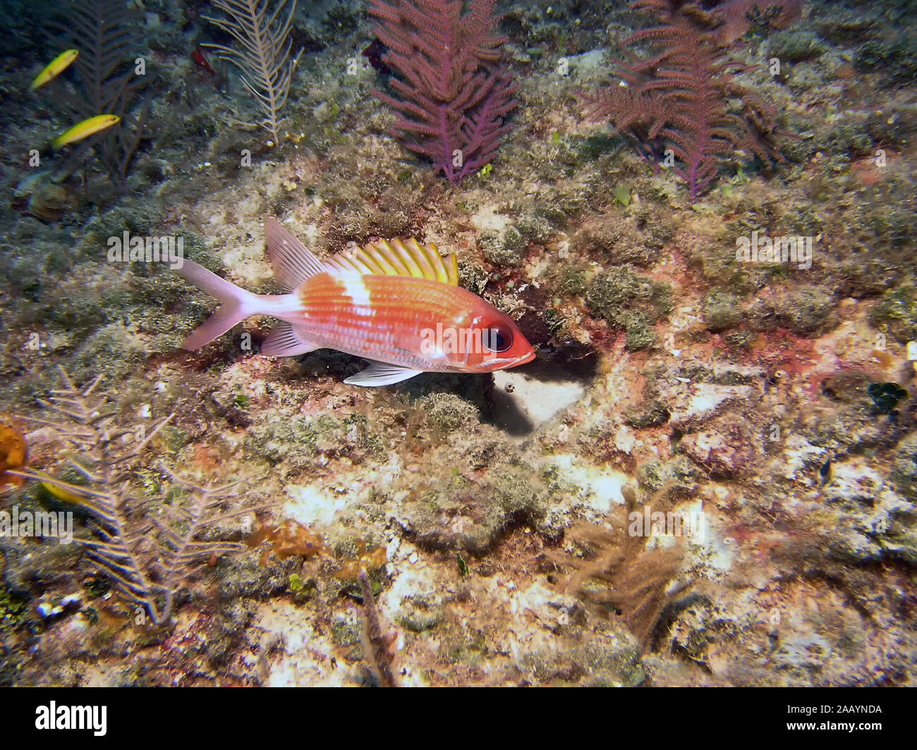 A Longspine Squirrelfish (Holocentrus rufus Stock Photo - Alamy