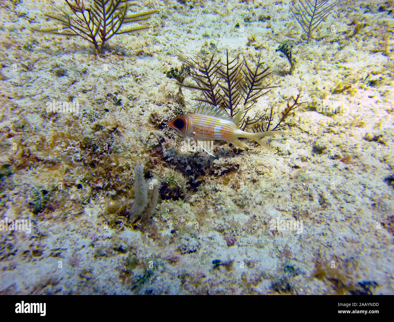 A Longspine Squirrelfish (Holocentrus rufus Stock Photo - Alamy