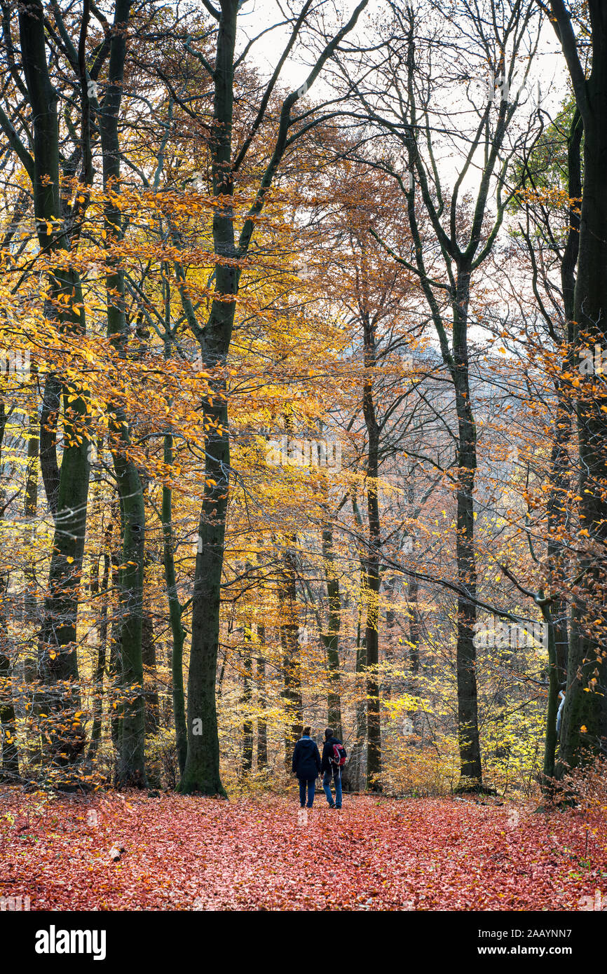 Hikers on a path in the autumnal forest.November Scene Stock Photo - Alamy