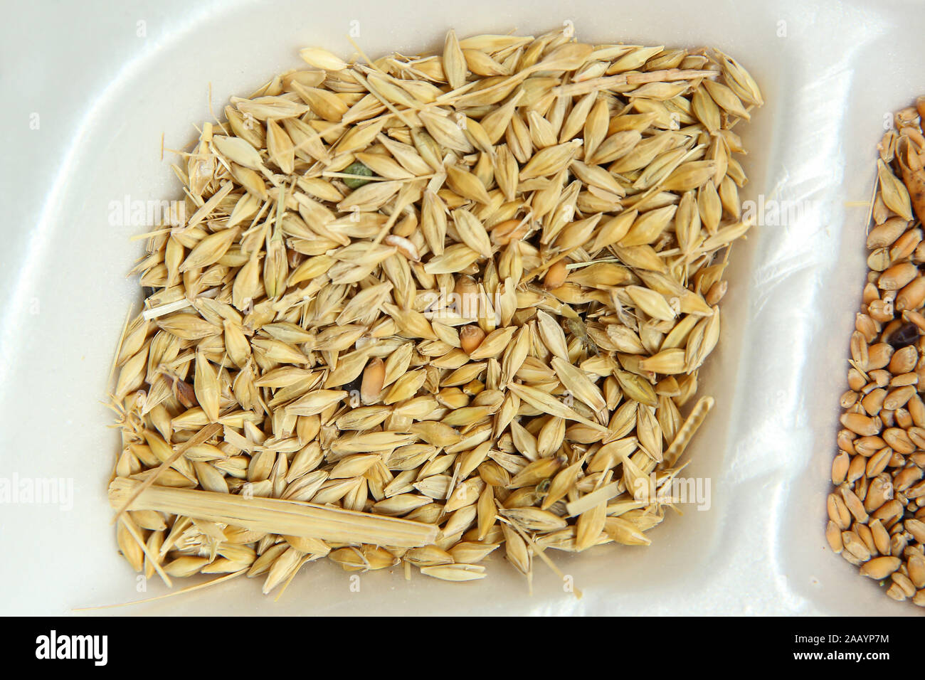 Barley seed close up. Top view. Macro.Malted barley isolated on white ...