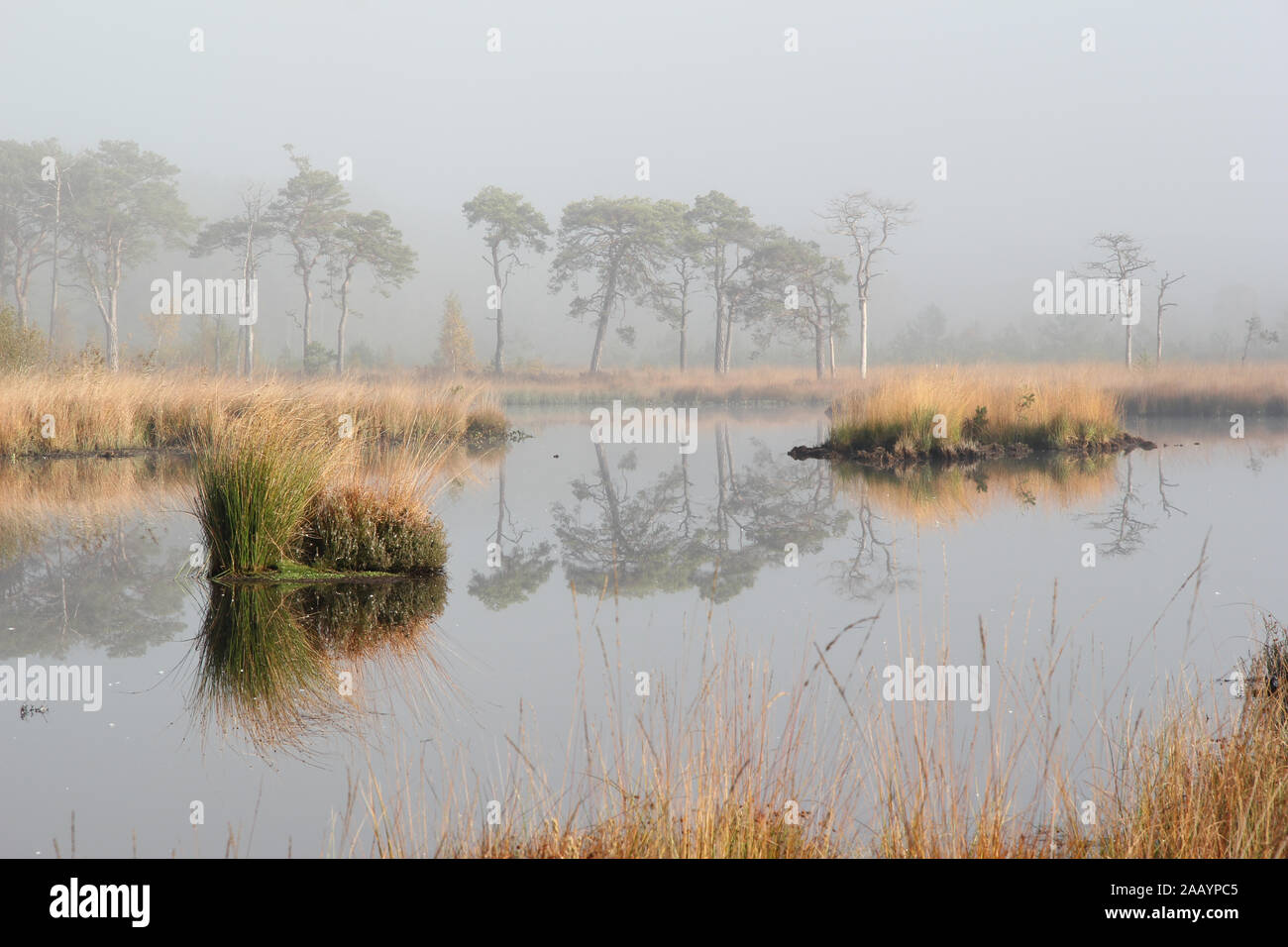 Thursley nature reserve, Surrey hills, England perfectly still ...