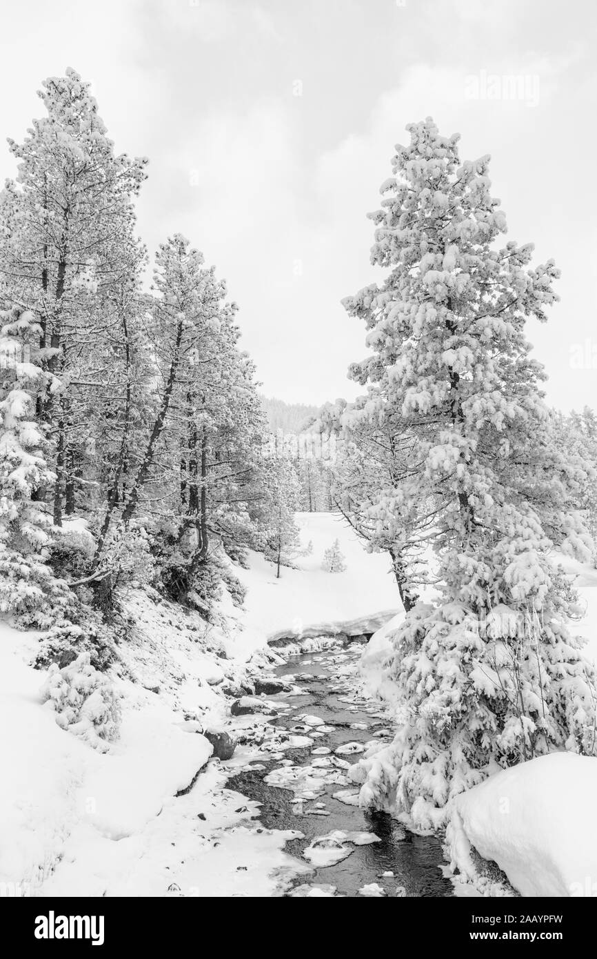 High-key winter landscape with fir trees and a stream in the foothills ...