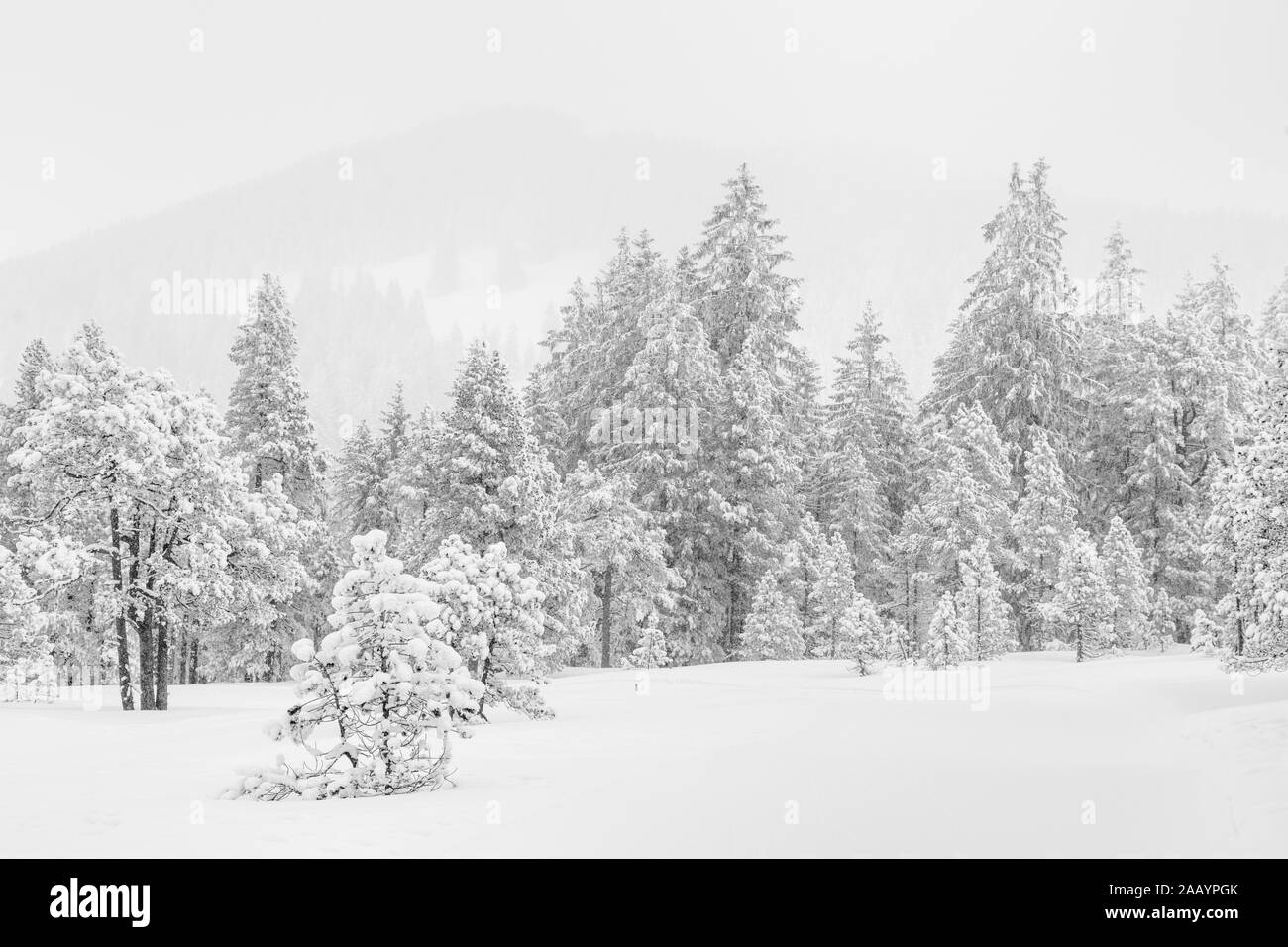 Ice cold high-key winter landscape with fir trees in the foothills of ...