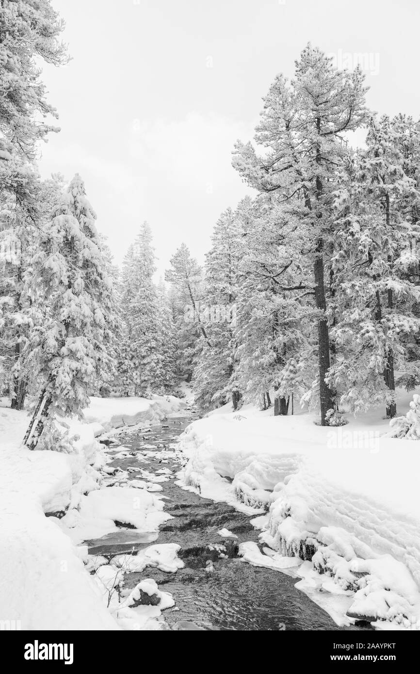 High-key winter landscape with fir trees and a stream in the foothills ...