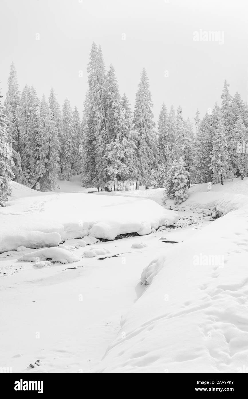 High-key winter landscape with fir trees and a stream in the foothills ...