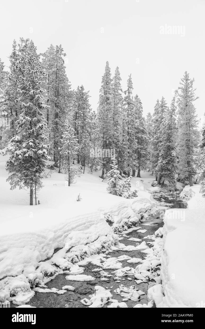 High-key winter landscape with fir trees and a stream in the foothills ...