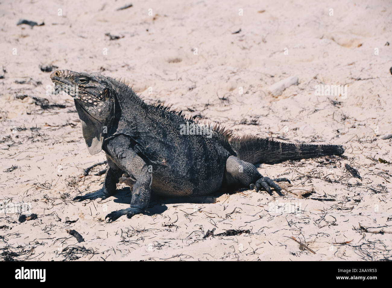 Iguana standing in the sand at the island of the iguanas in Cayo Largo ...