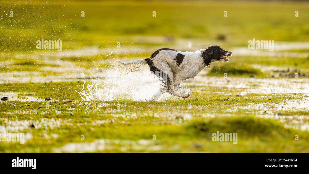 An English Springer Spaniel dog action shot running fast at full ...