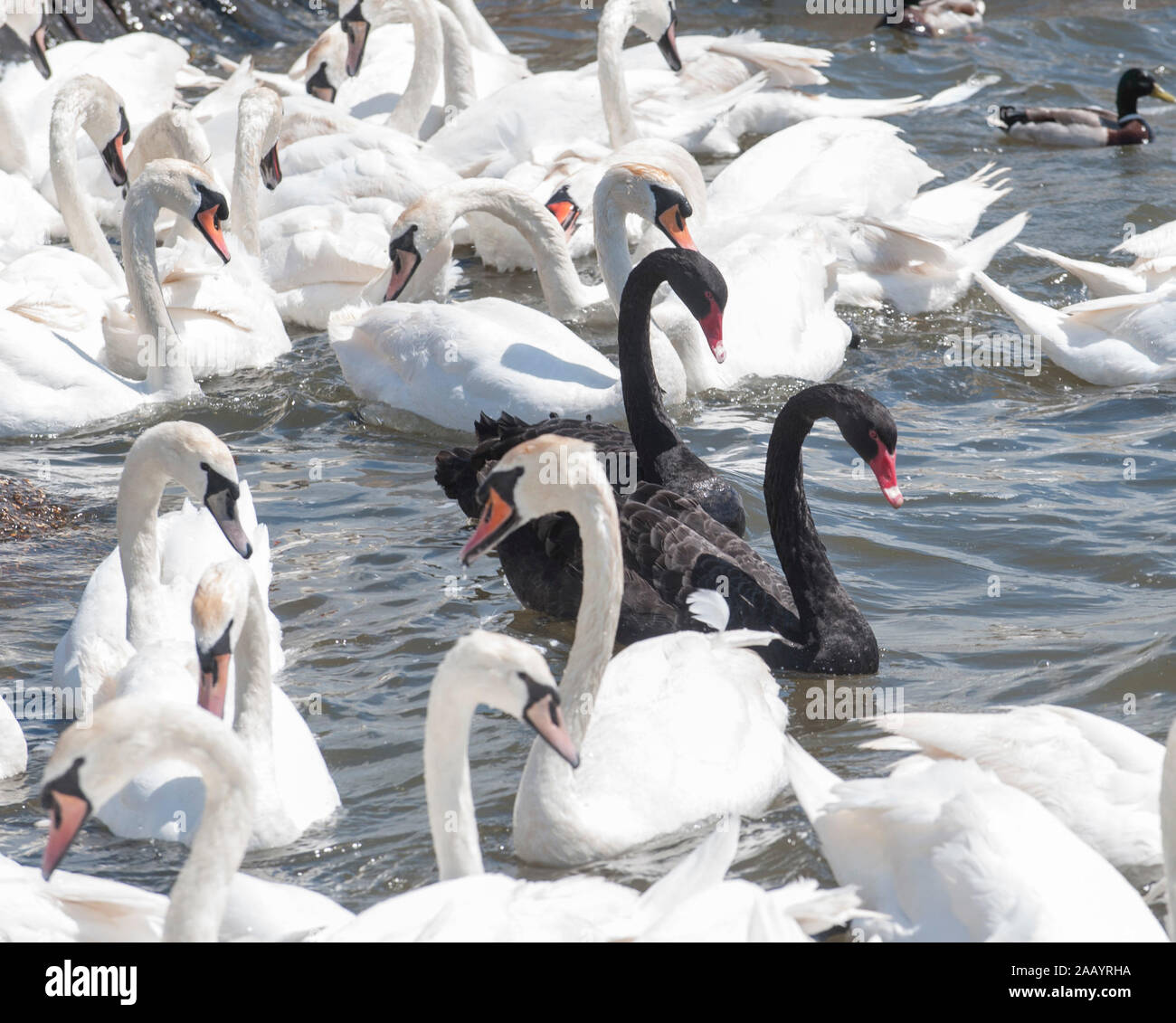 A single pair of Black Swans are nesting amongst the largest managed ...