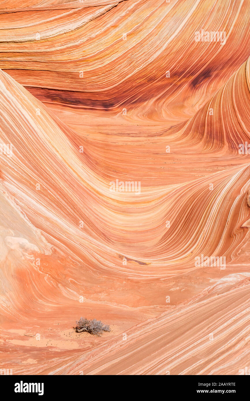 The famous Wave formation on the border of Utah and Arizona. layers of ...