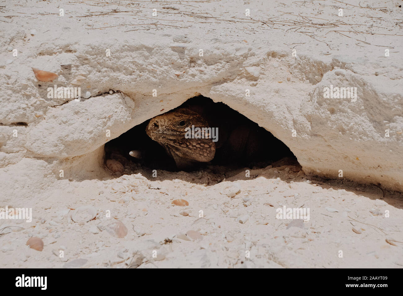 Head of an iguana hidden in a cave in Cayo Largo Stock Photo - Alamy
